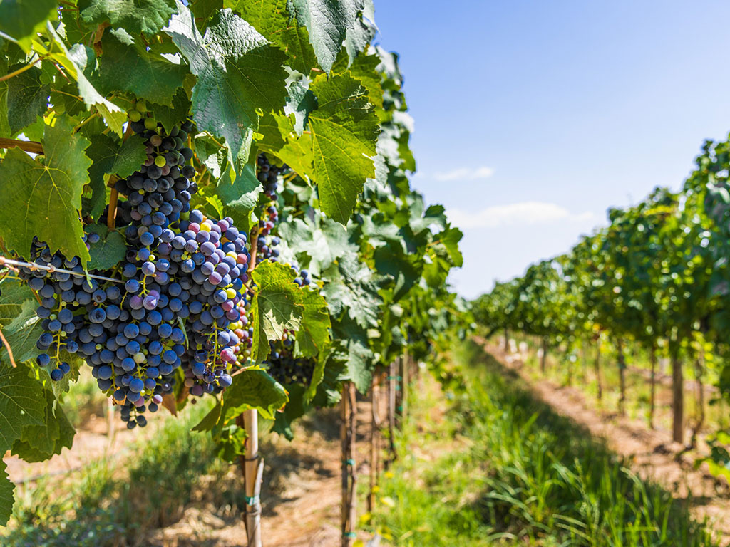 Los viñedos más famosos del Mundo